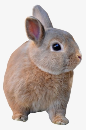 Stock Animals Transparent Livestock - Real Farm Animals Png PNG Image ...
