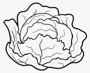 Image Organic Cabbage Coloring Page - Coloring Picture Of Cabbage PNG ...