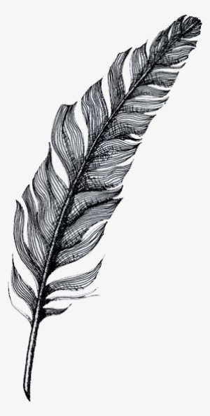 Photo - Pluma Png PNG Image | Transparent PNG Free Download on SeekPNG