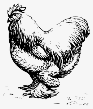 Drawn Feather Chicken Feather - Chicken Vector Black And White PNG ...
