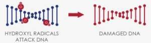 Dna Damage 2xnhclnixq8lmltpq3f4lc - Free Radical And Dna PNG Image ...