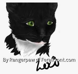 Merlinpaw - Black Cat PNG Image | Transparent PNG Free Download on SeekPNG