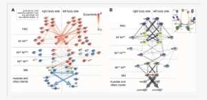 Network Analysis Of The Visual Eye Circuitry - Diagram PNG Image ...