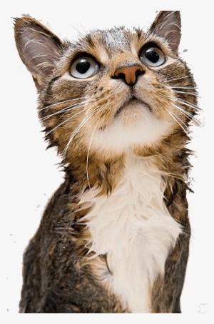 Gato - Sentry Grooming Shampoo For Cats, 12-oz Bottle PNG Image ...