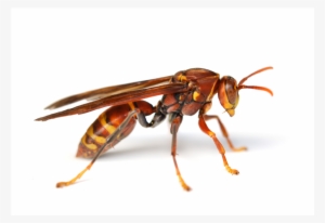 Stinging Pests PNG Image | Transparent PNG Free Download on SeekPNG