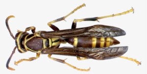 Wasps - Types Of Florida Wasps PNG Image | Transparent PNG Free ...
