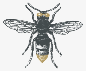 Sketch-wasp - Avispa Grabado PNG Image | Transparent PNG Free Download ...