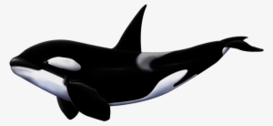 Orca By Seraphi - Orca Whale Png PNG Image | Transparent PNG Free ...