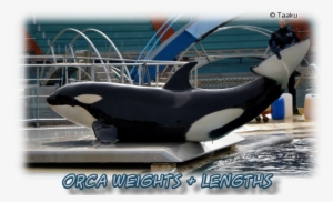 Orca Sizes & Weights - Cetaceans PNG Image | Transparent PNG Free ...