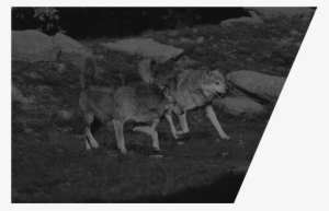 Wolfpack - Wolf PNG Image | Transparent PNG Free Download on SeekPNG