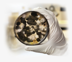 What Is Mold - Mold PNG Image | Transparent PNG Free Download on SeekPNG