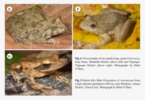 A Female Specimen Of The Introduced Asian Toad From - Asian Common Toad ...