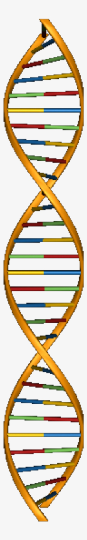 Dna Structure Png - Dna Structure Model Png PNG Image | Transparent PNG ...