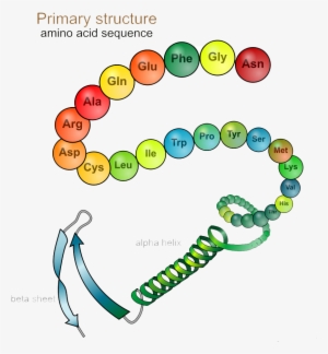 Primary Structure - Protein Structure PNG Image | Transparent PNG Free ...