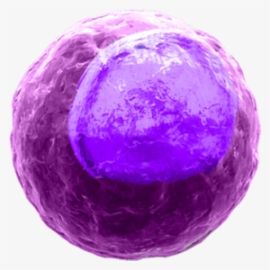 Γδ T Cell - T Cell Png PNG Image | Transparent PNG Free Download on SeekPNG