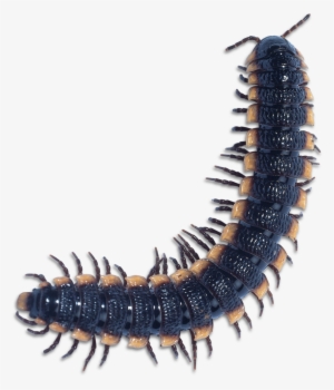 Millipedes And Centipedes - Labelled Diagram Of Millipede PNG Image ...