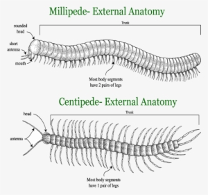 Well Labelled Diagram Of A Tilapia Fish PNG Image | Transparent PNG ...