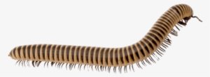 Light Brown Millipede - Millipede Transparent PNG Image | Transparent ...