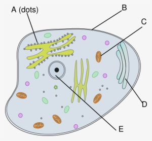 How To Set Use Animal Cell Svg Vector PNG Image | Transparent PNG Free ...