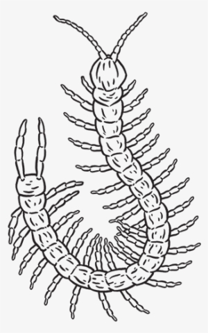 Millipedes And Centipedes - Labelled Diagram Of Millipede PNG Image ...