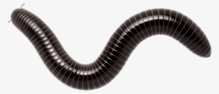 Millipedes And Centipedes - Labelled Diagram Of Millipede PNG Image ...