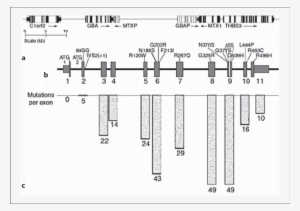 Gba Structure And Mutation Distribution - Chromosome 1 PNG Image ...