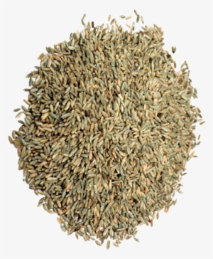 Organic Rye Grain - Rye PNG Image | Transparent PNG Free Download on ...