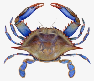 Crab Png Picture - Maryland Blue Crab Png PNG Image | Transparent PNG ...
