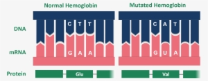 Point Mutation Sickle Cell Normal And Mutated Hemoglobin - Mutated ...