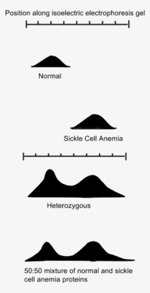 Data Adapted From - Red Blood Cell PNG Image | Transparent PNG Free ...