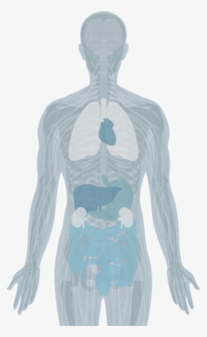 Systems Of The Human Body - Vertebral Column PNG Image | Transparent ...