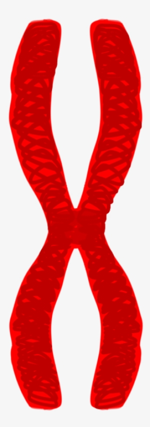 Clip Art Library Library Edupic Cell Drawings Chromatid - Chromosome Clip Art Png PNG Image ...