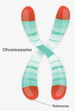 Chromosome Illustration - Illustration PNG Image | Transparent PNG Free ...
