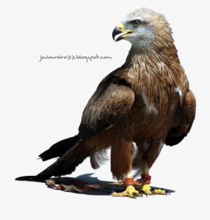 Agila Bird PNG Image | Transparent PNG Free Download on SeekPNG