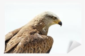 Red-tailed Hawk Clipart Animated - Cartoon PNG Image | Transparent PNG ...