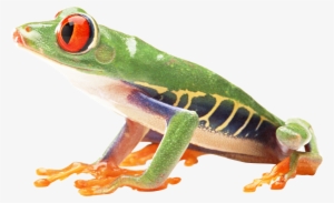 Frog - Red Eyed Tree Frogs Png PNG Image | Transparent PNG Free ...