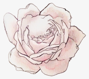 Mason Witzel Art Artwork Illustration Drawing Tattoo - Hybrid Tea Rose ...