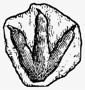 Footprint, Petrified, Lithified, Transfixed, Fossil - Dinosaur Fossil ...