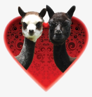 Valentines Day Alpaca - Alpaca Valentines Day PNG Image | Transparent ...