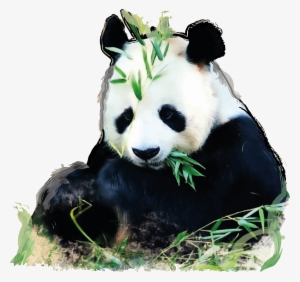 Giant Pandas Live In Central China In Some Mountain - Panda Herbivore ...