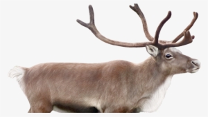 Le Visuel - Transparent Caribou PNG Image | Transparent PNG Free ...