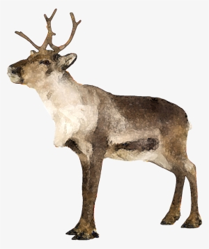 Ten Ways To Modify - Caribou Png File PNG Image | Transparent PNG Free ...