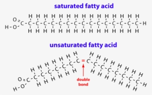 Fatty Acid PNG Image | Transparent PNG Free Download on SeekPNG