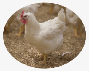 White Chicken Png Photo - Broiler Layer PNG Image | Transparent PNG ...