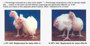 Carcass Characteristic Of The Broiler Chickens Fed - Chicken PNG Image ...