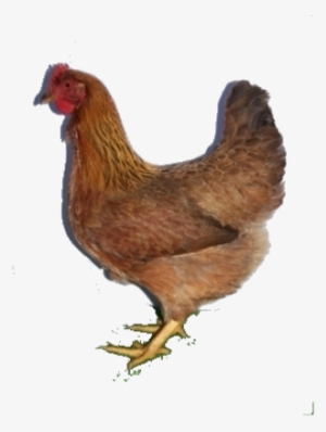 White Chicken Png Photo - Broiler Layer PNG Image | Transparent PNG ...