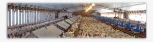 Welcome - International Poultry Farm PNG Image | Transparent PNG Free ...