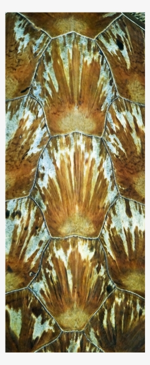 Turtle Shell - Lampshade PNG Image | Transparent PNG Free Download on ...