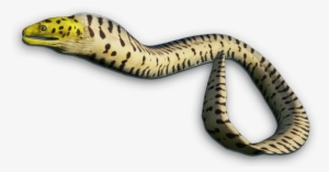 Transparent Eel Image Royalty Free Library - Moray Eel Transparent PNG ...