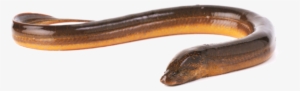 Transparent Eel Freshwater Clip Transparent - Freshwater Eel Png PNG ...